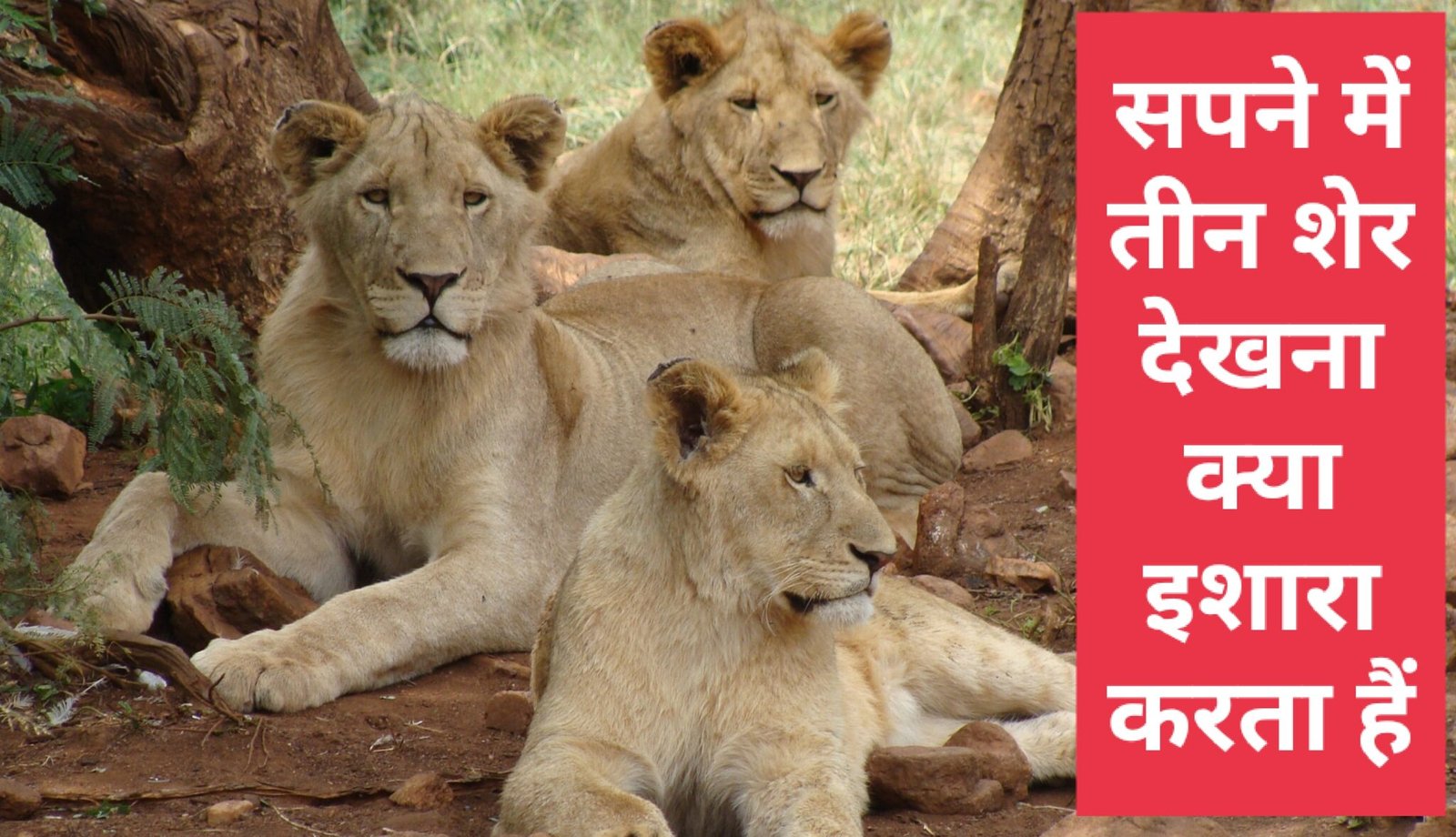 Melihat dua singa dalam mimpi / Melihat tiga singa dalam mimpi adalah ...