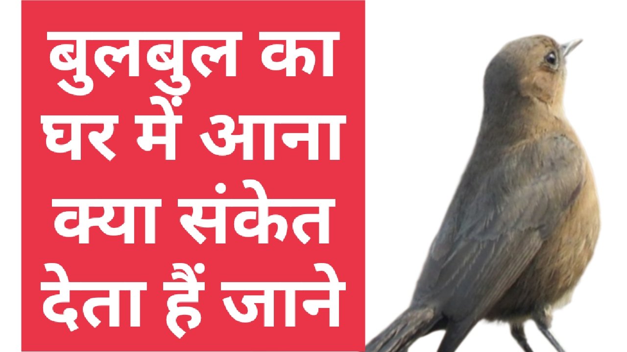 बुलबुल का घर में आना शुभ है या अशुभ / मैना पक्षी का घर में आना - Sundarta