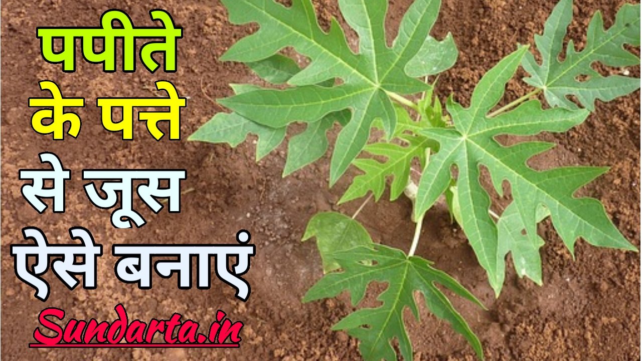पपीते के पत्ते के फायदे और नुकसान के साथ सम्पूर्ण जानकारी - Sundarta